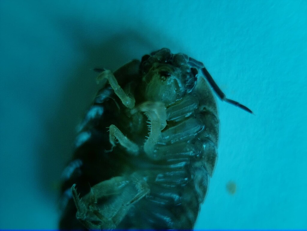 First images from the OpenFlexure Field Dissection Microscope - General - GOSH Community Forum